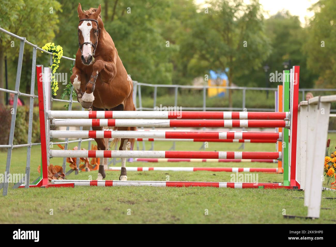 Beautiful young purebred horse jump over barrieroutdoors. Free jumping ...