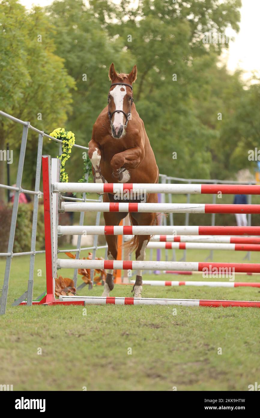 Beautiful young purebred horse jump over barrieroutdoors. Free jumping ...