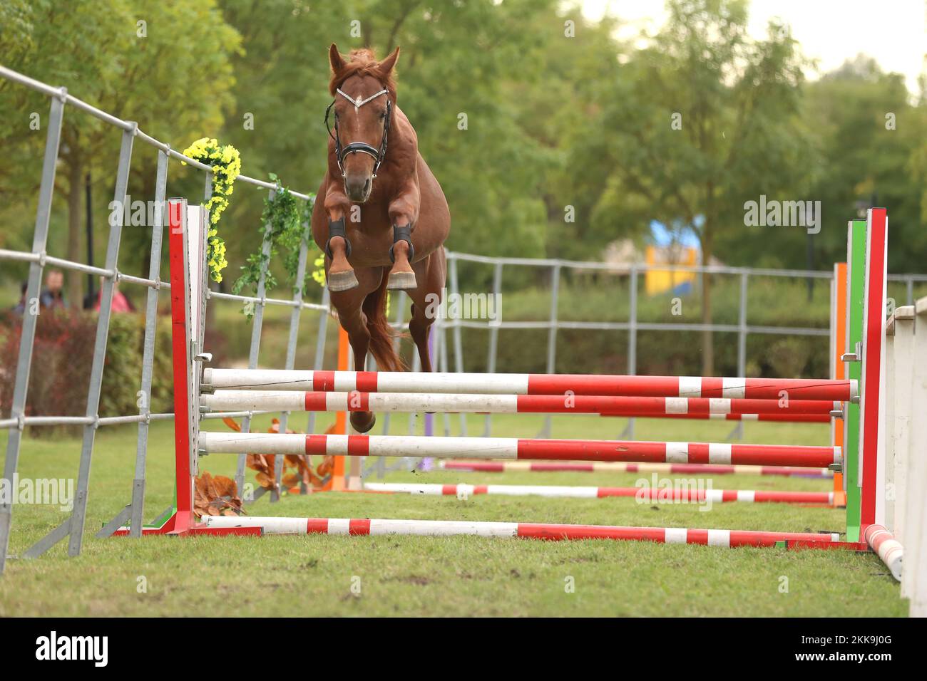 Beautiful young purebred horse jump over barrieroutdoors. Free jumping ...