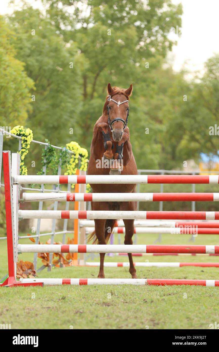 Beautiful young purebred horse jump over barrieroutdoors. Free jumping ...