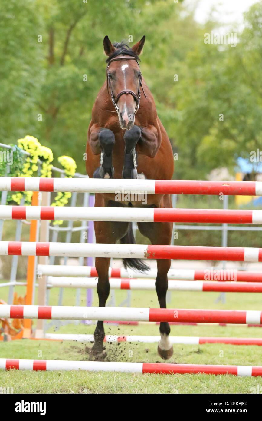 Beautiful young purebred horse jump over barrieroutdoors. Free jumping ...