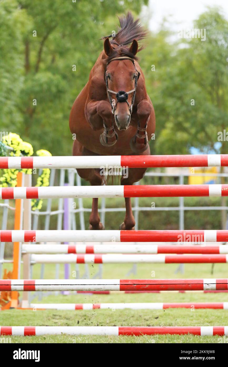Beautiful young purebred horse jump over barrieroutdoors. Free jumping ...