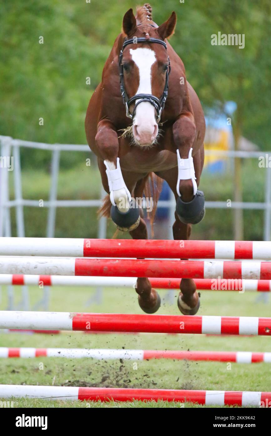 Beautiful young purebred horse jump over barrieroutdoors. Free jumping ...