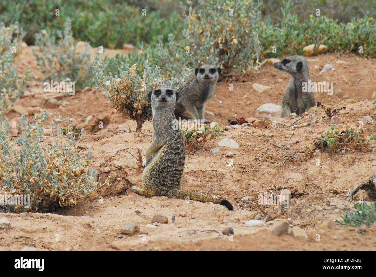 A charming close up of three cute Meerkats on alert and standing on ...
