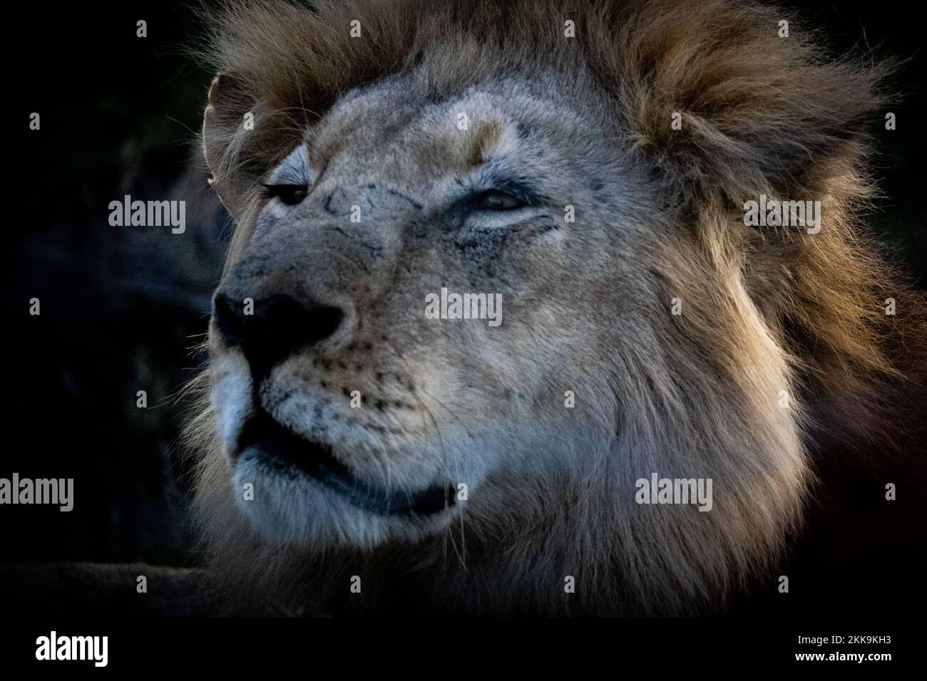 Lion skin hi-res stock photography and images - Alamy