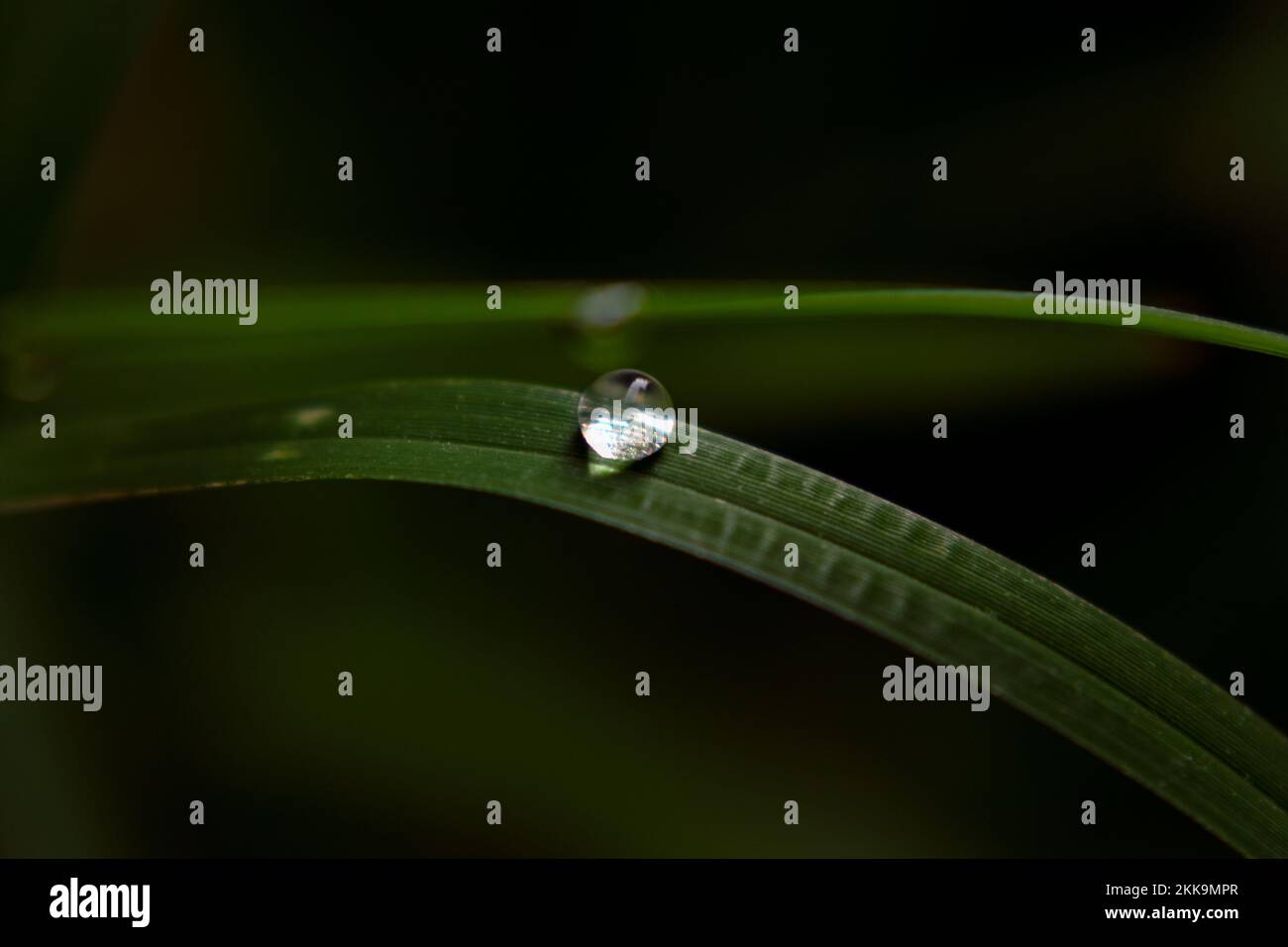 A drop of water on a plant stem, close-up Stock Photo - Alamy