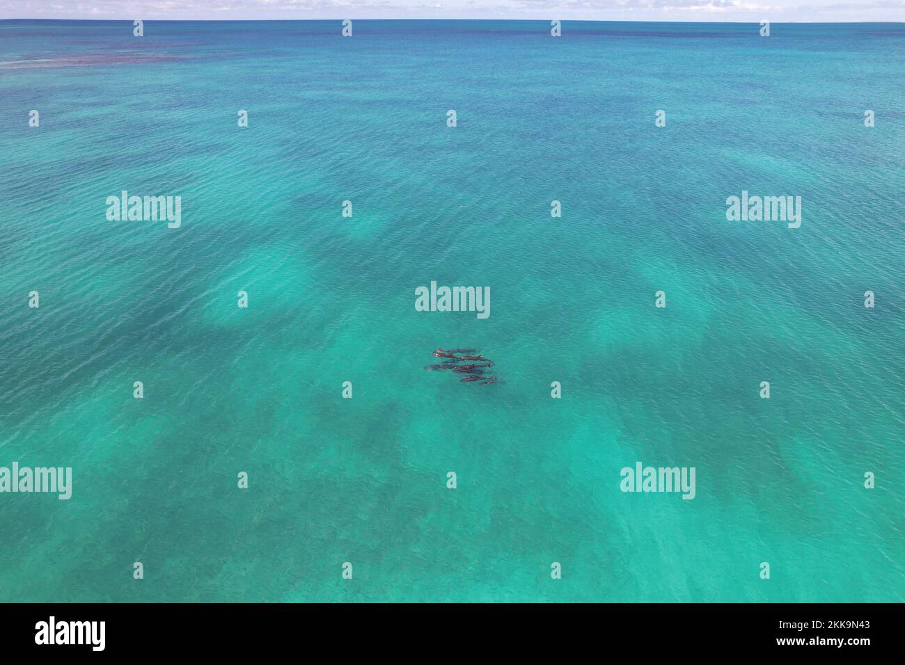 An aerial shot of group of dolphins swimming in the blue transparent ...