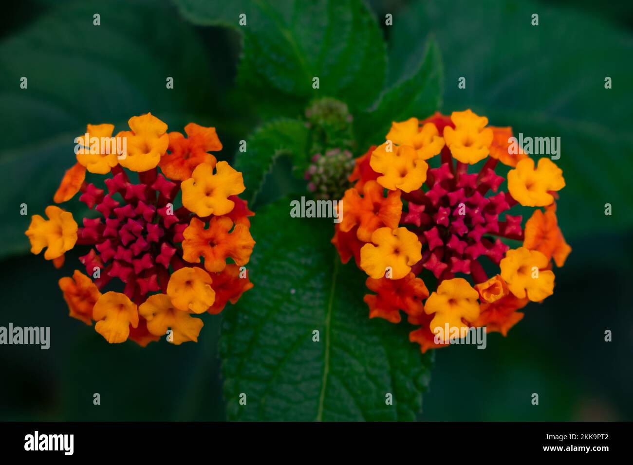lantana flowers close up macrography Stock Photo - Alamy
