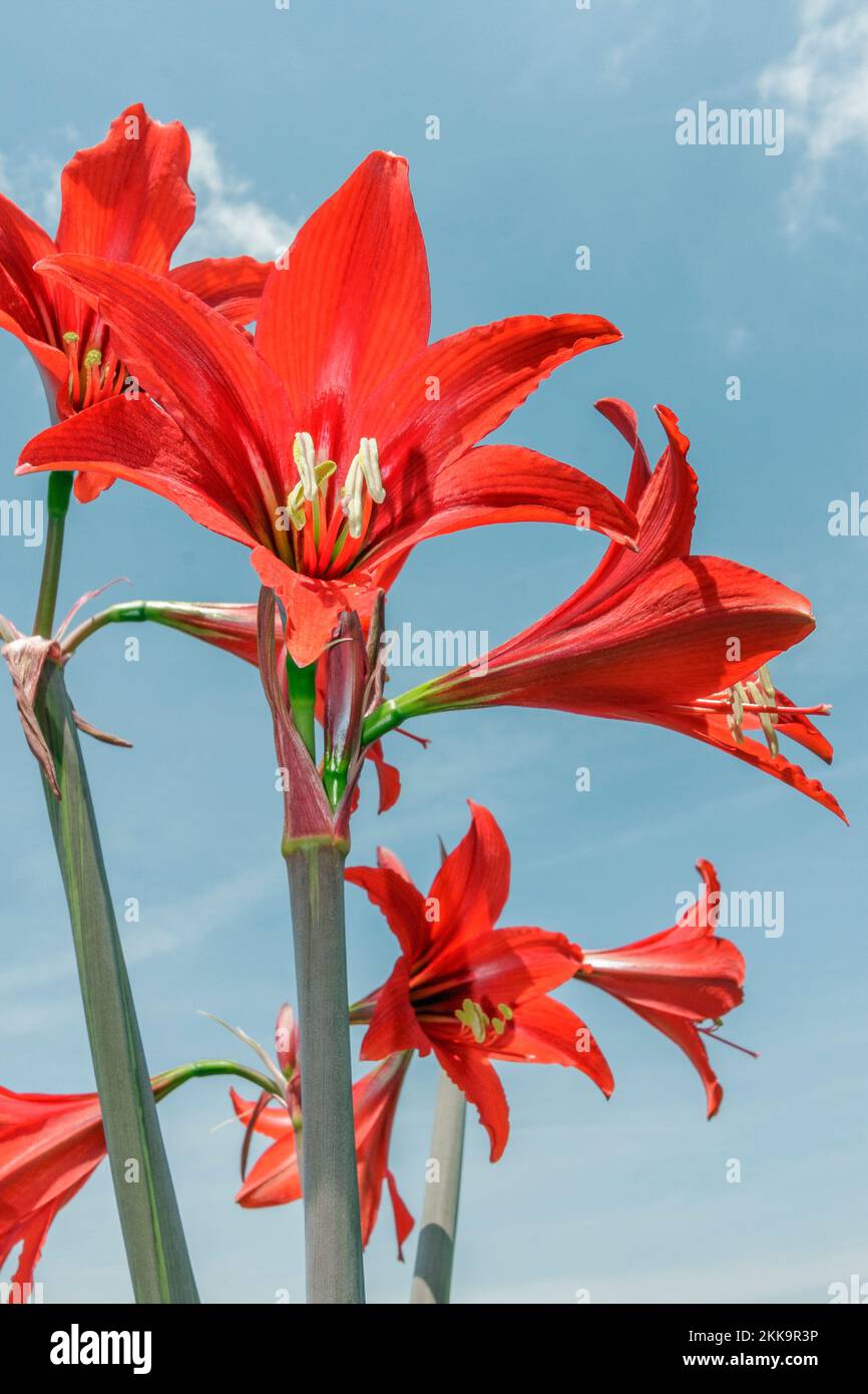 Red Amaryllis flowers Stock Photo - Alamy