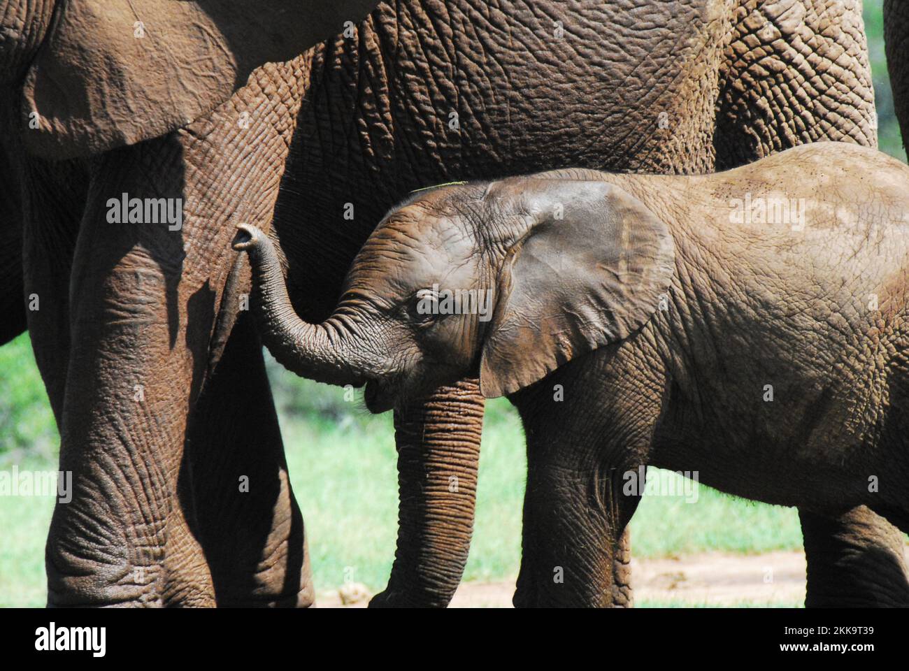A wonderful close up view of a very young wild Elephant calf walking ...
