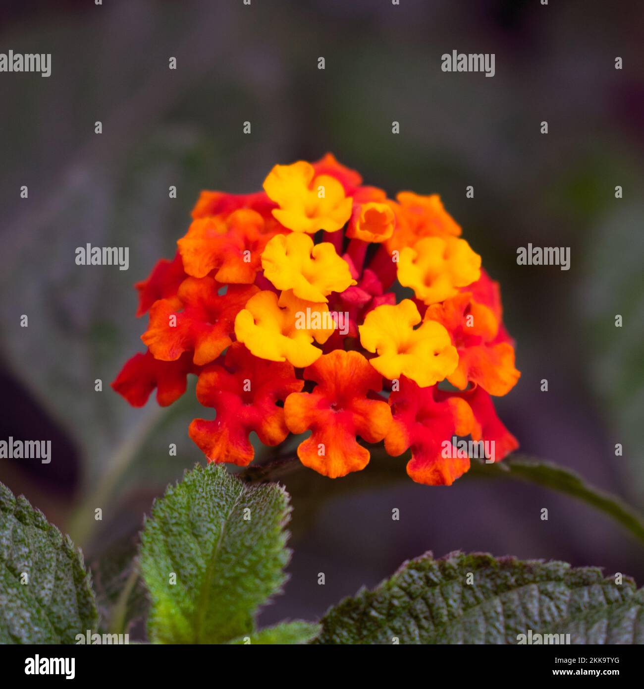 Photo macrography hi-res stock photography and images - Alamy