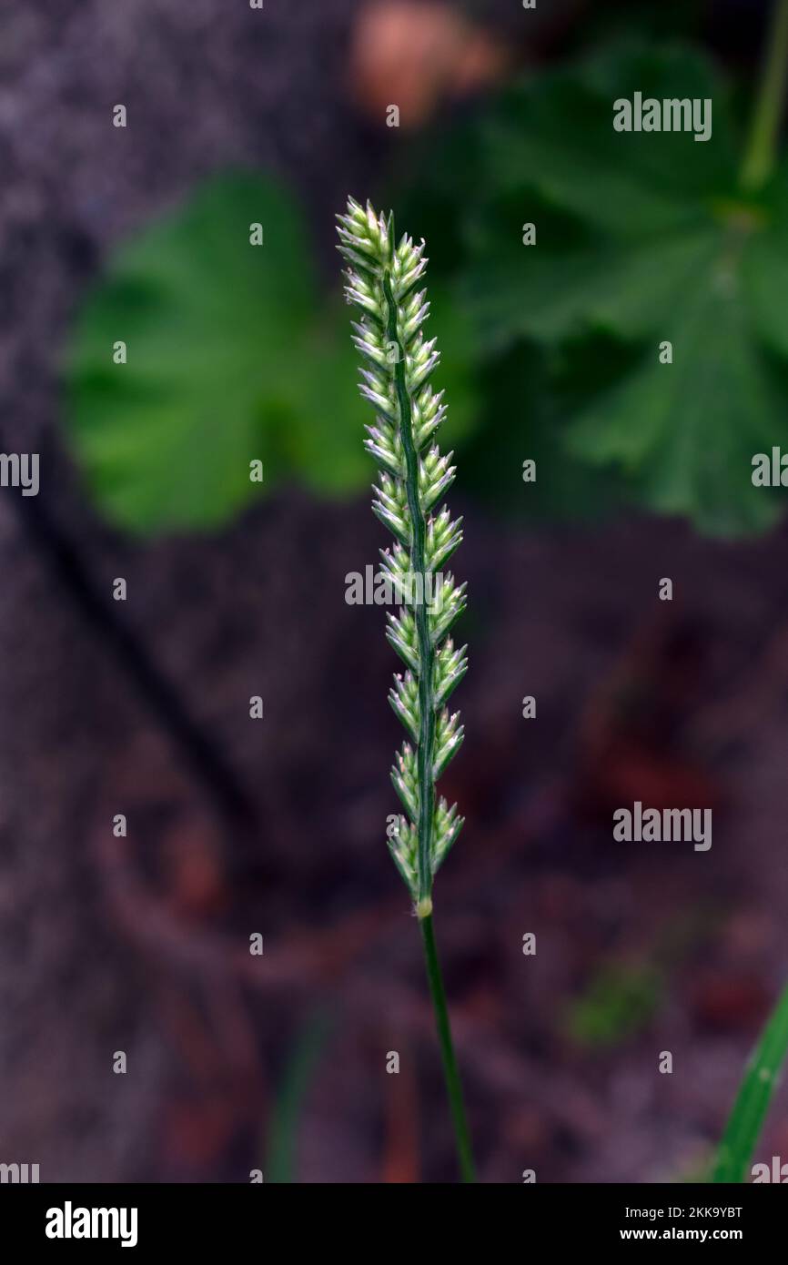 Rice stem microscope hi-res stock photography and images - Alamy