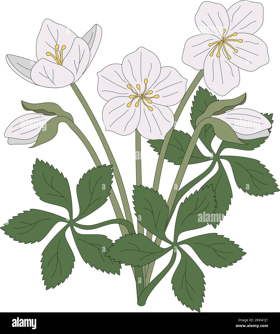 White christmas rose hellebore Cut Out Stock Images & Pictures - Alamy