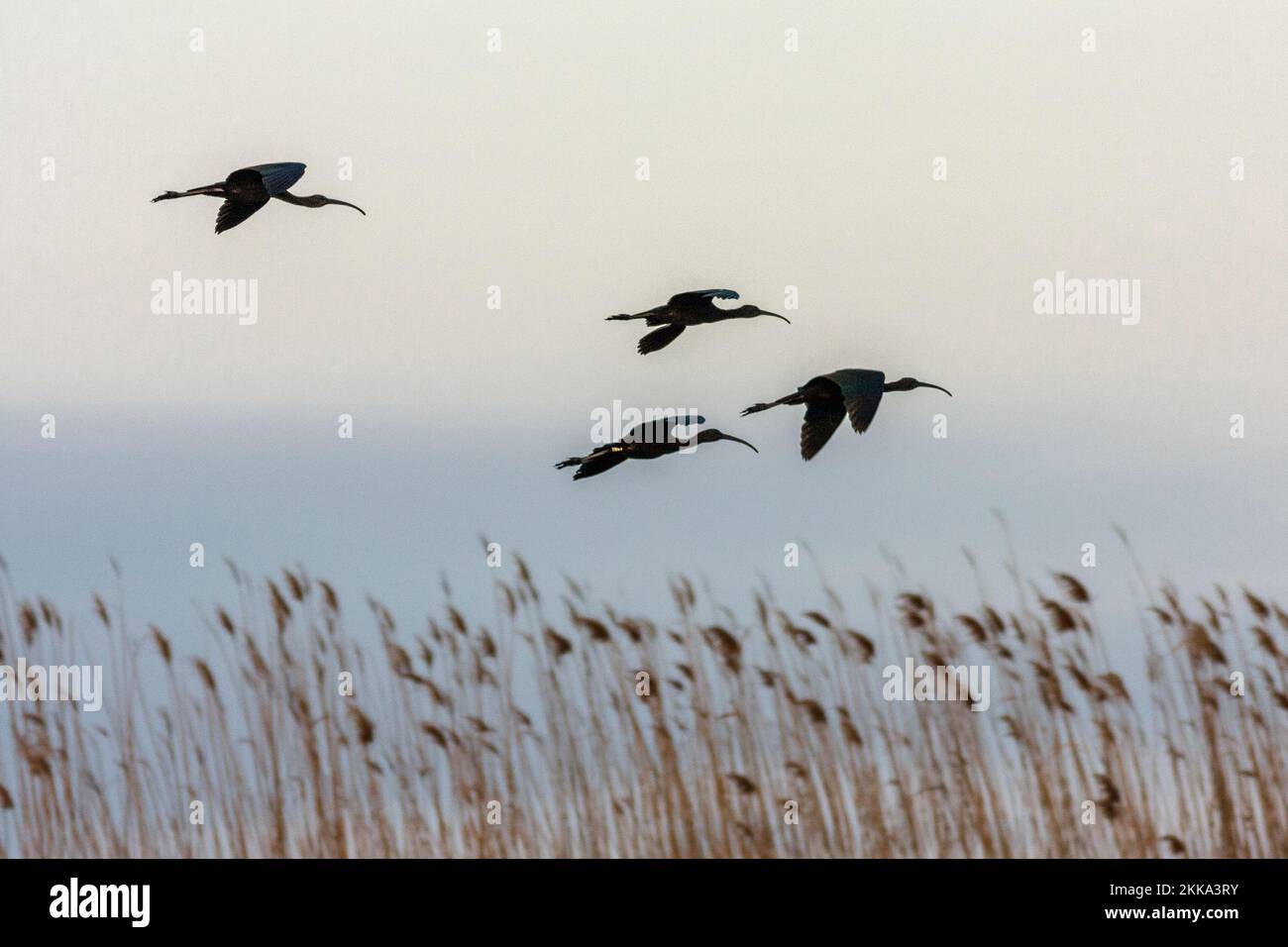 Glossy ibis in flight, Plegadis falcinellus Stock Photo - Alamy