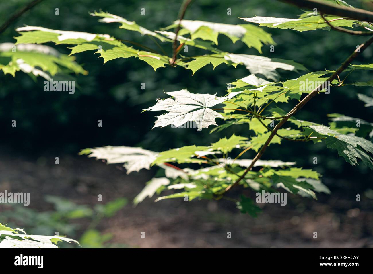 Light plays across a cluster of green maple leaves Stock Photo - Alamy