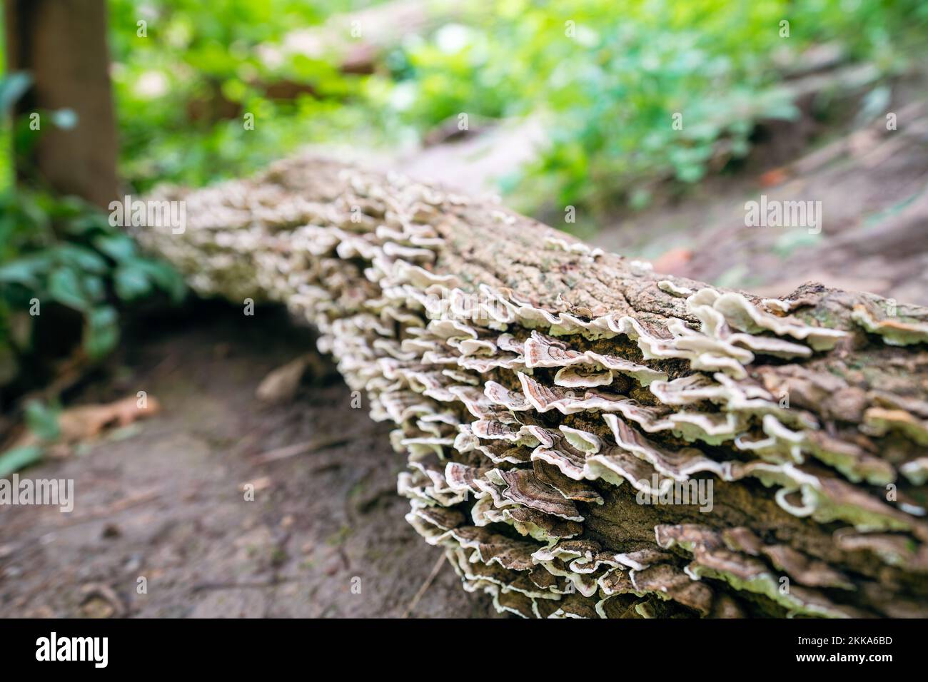 Turkey tail mushrooms grow on a log Stock Photo - Alamy