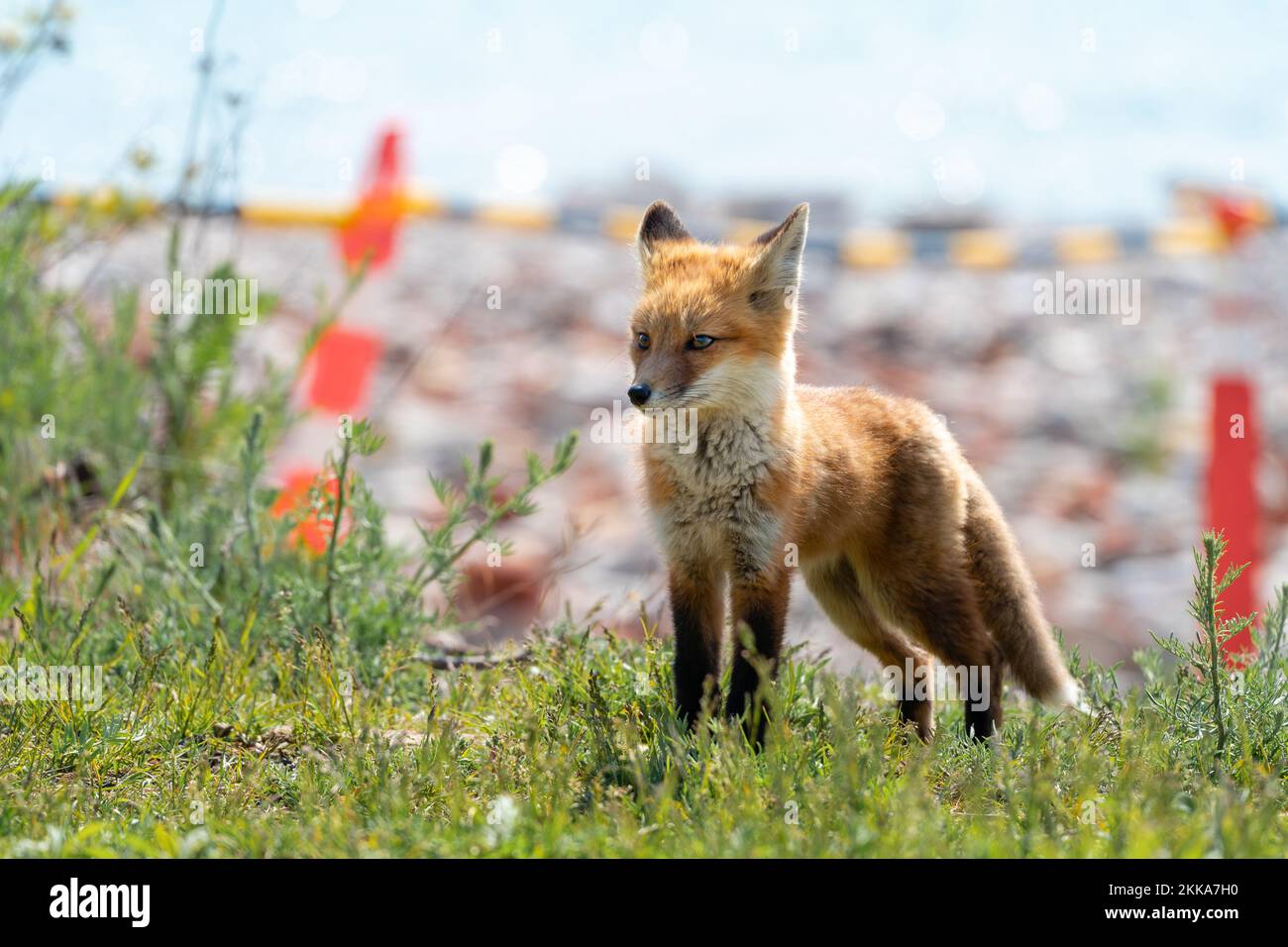 A fox pup looks after a small grass rise Stock Photo - Alamy