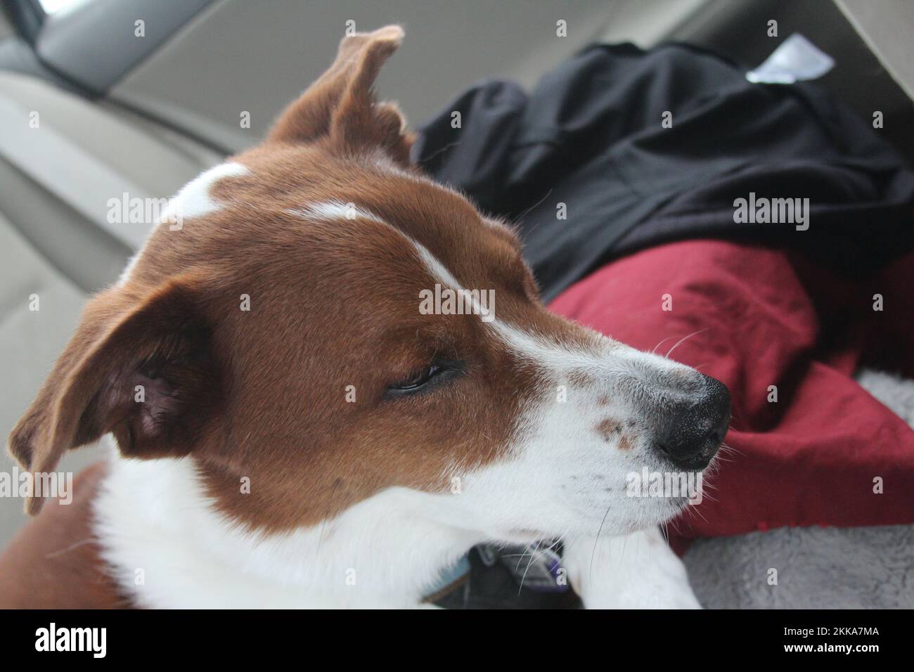 Dog in the car traveling Stock Photo - Alamy Dog in the car traveling Stock Photo - Alamy