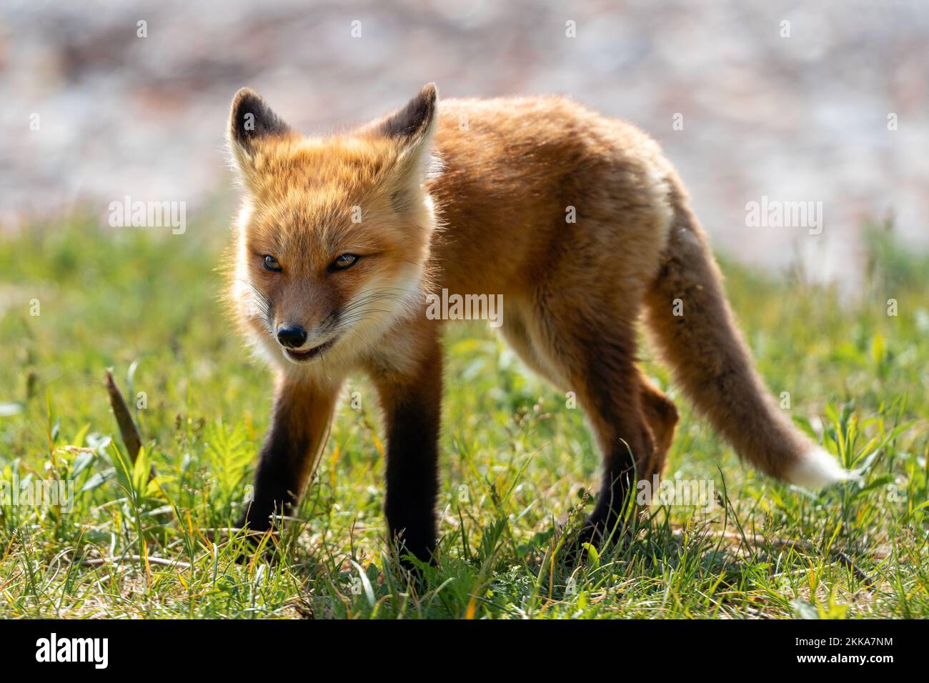 A fox pup hunts insects among the grass Stock Photo - Alamy