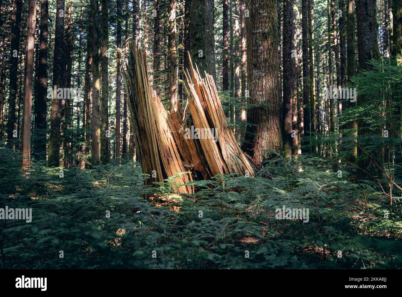 A shaft of sunlight falls across a stump in a forest Stock Photo - Alamy