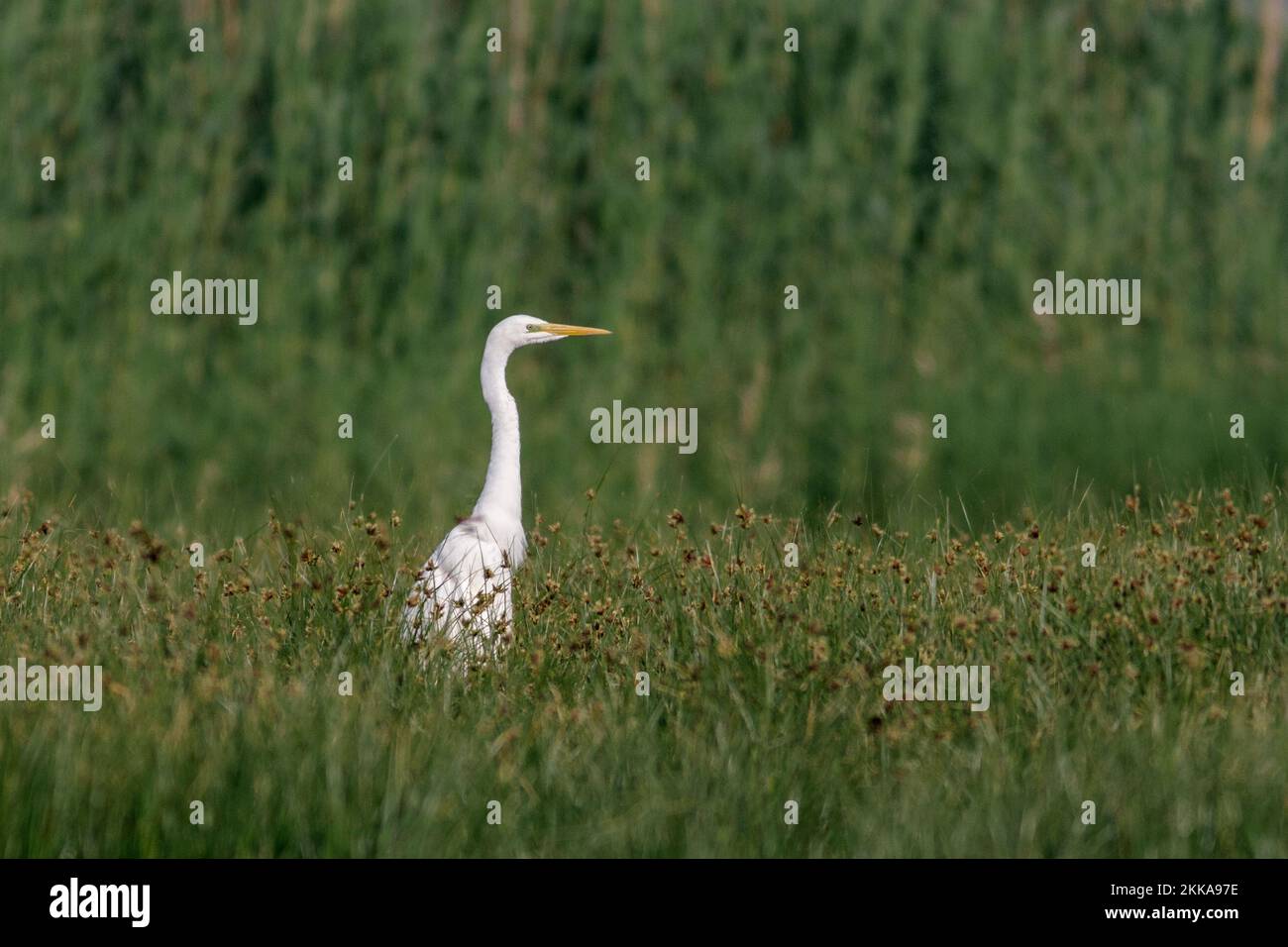 Great egret, Egretta alba Stock Photo - Alamy