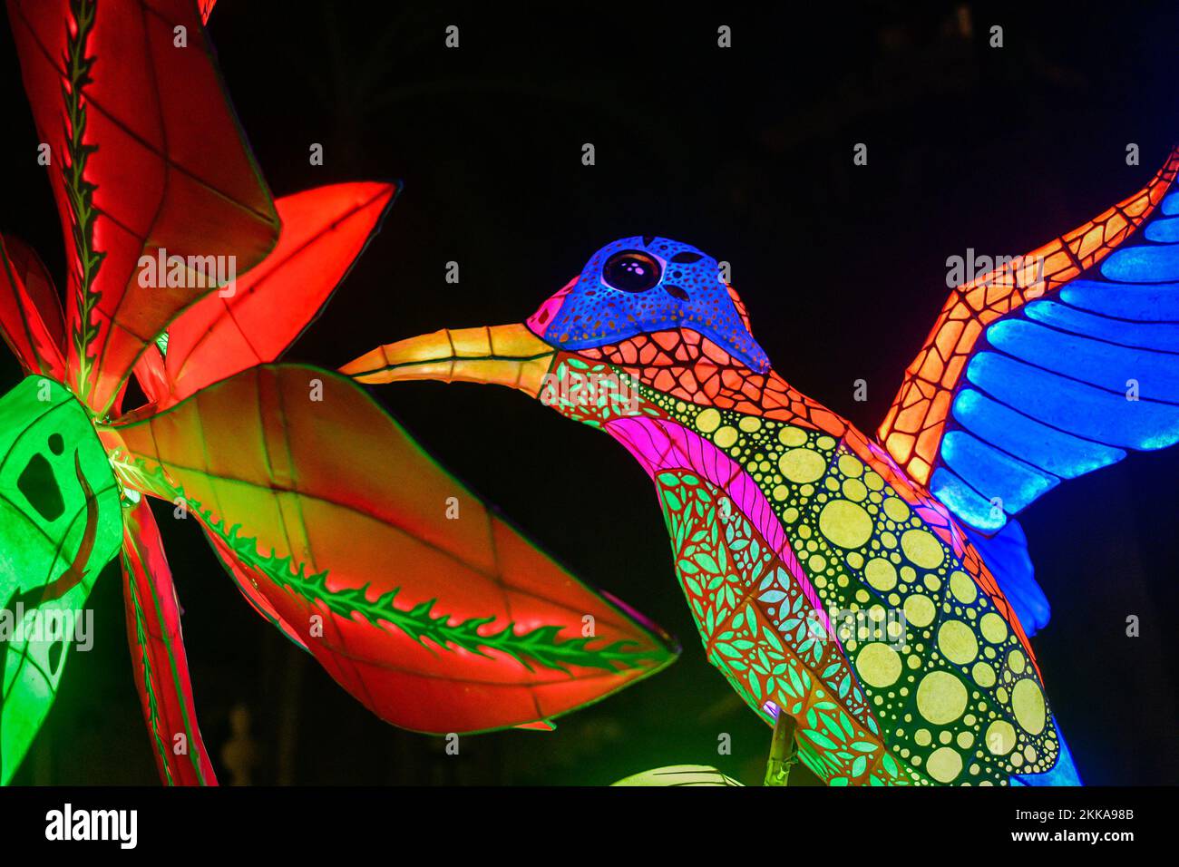 Pajaro toh hi-res stock photography and images - Alamy