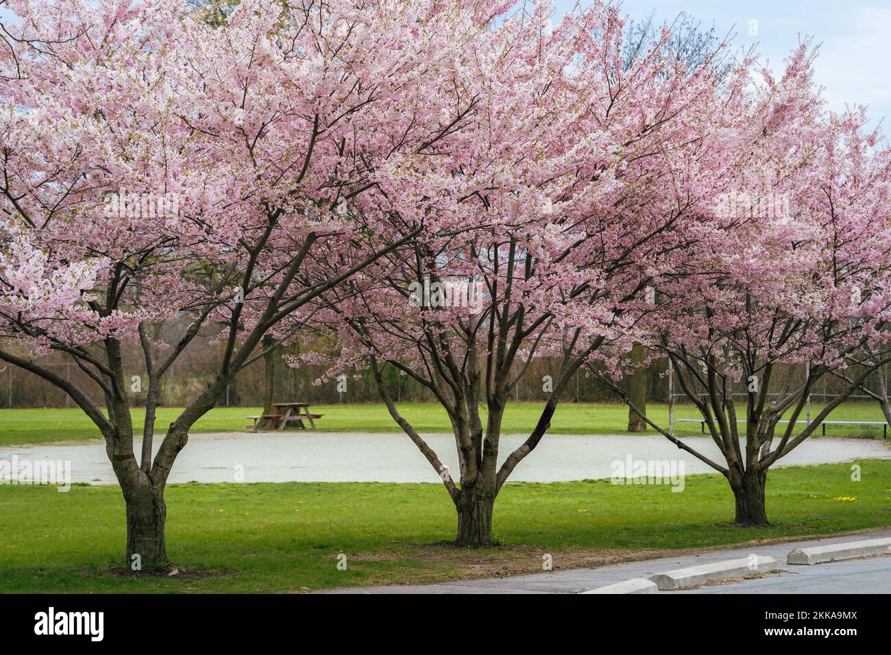 Three cherry trees of japan hi-res stock photography and images - Alamy