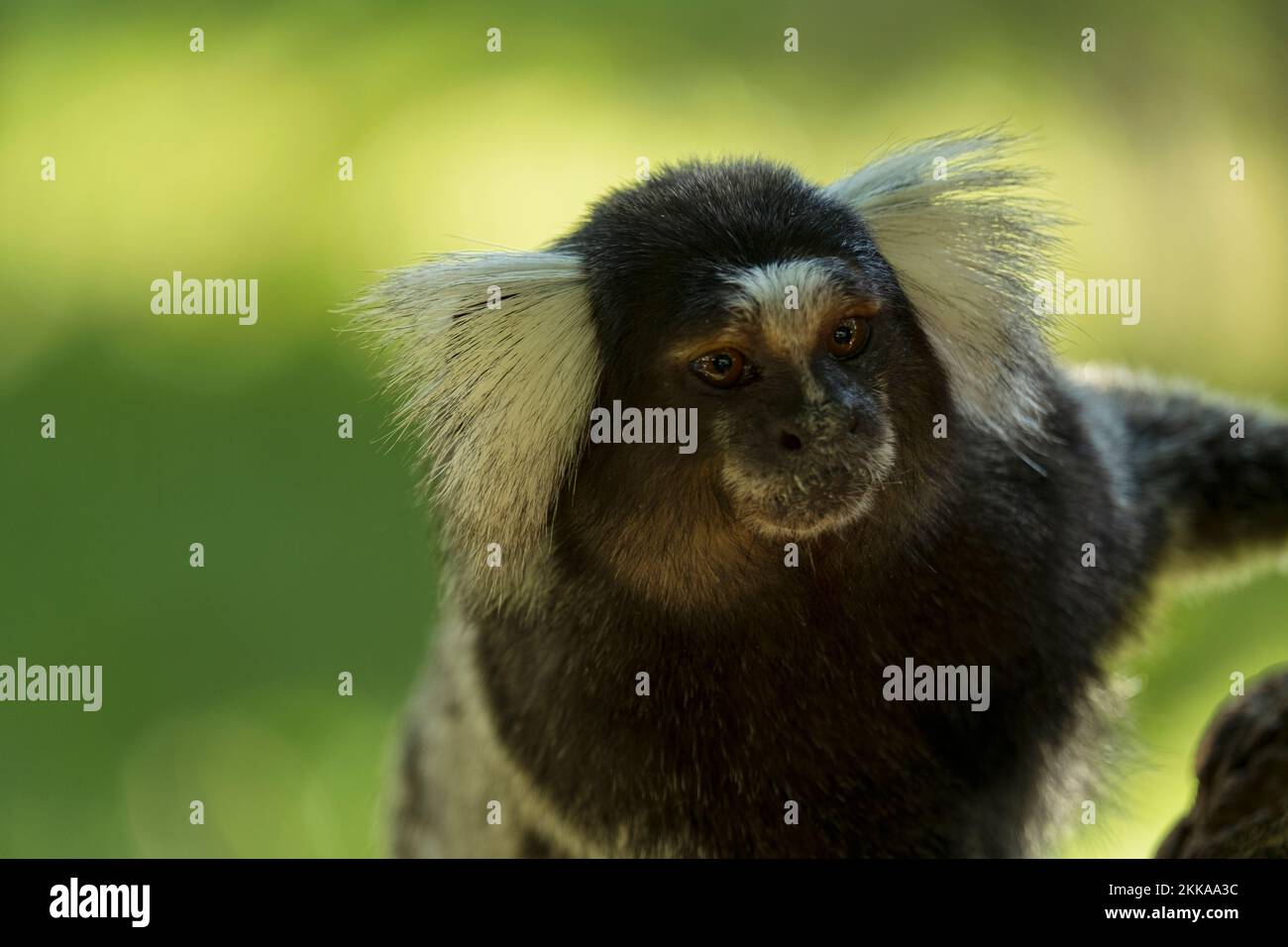 small monkey with black fur and white parts Stock Photo - Alamy
