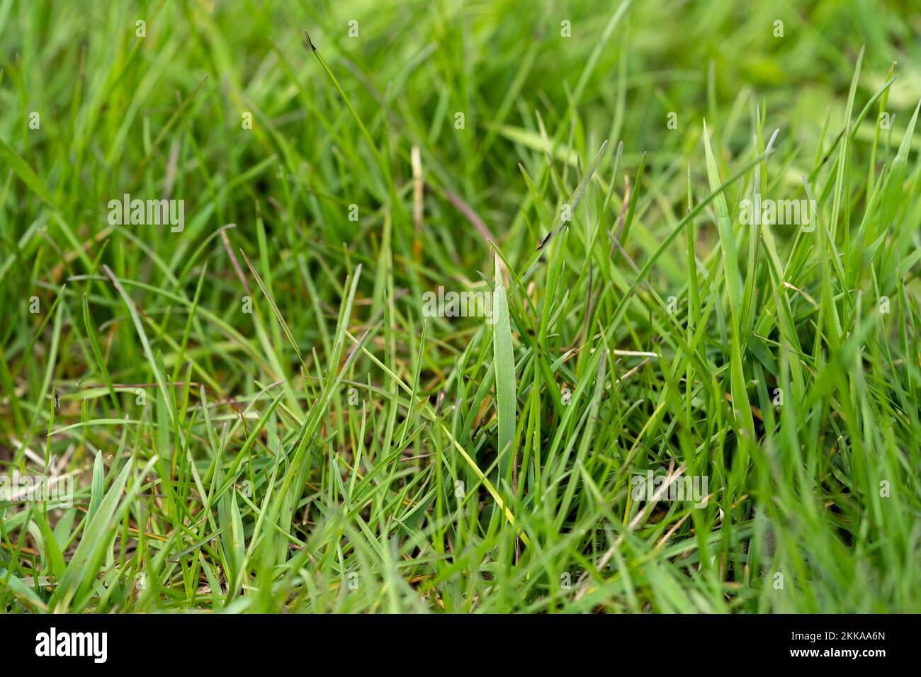 Macro shot fresh grass in hi-res stock photography and images - Alamy