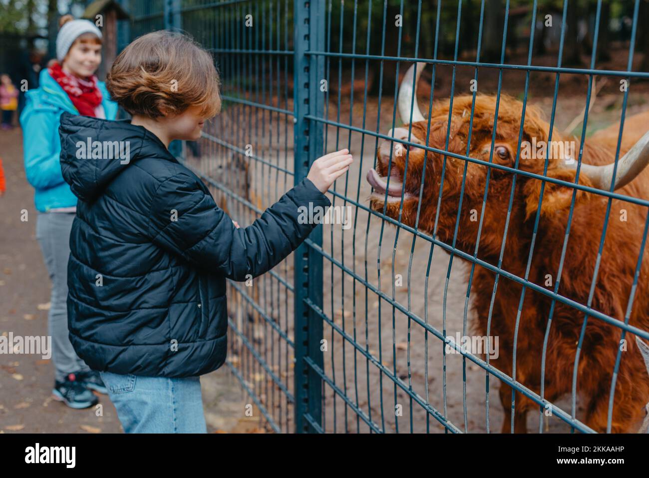 Beautiful little girl in black coat feeding buffalo. Grl feeding ...