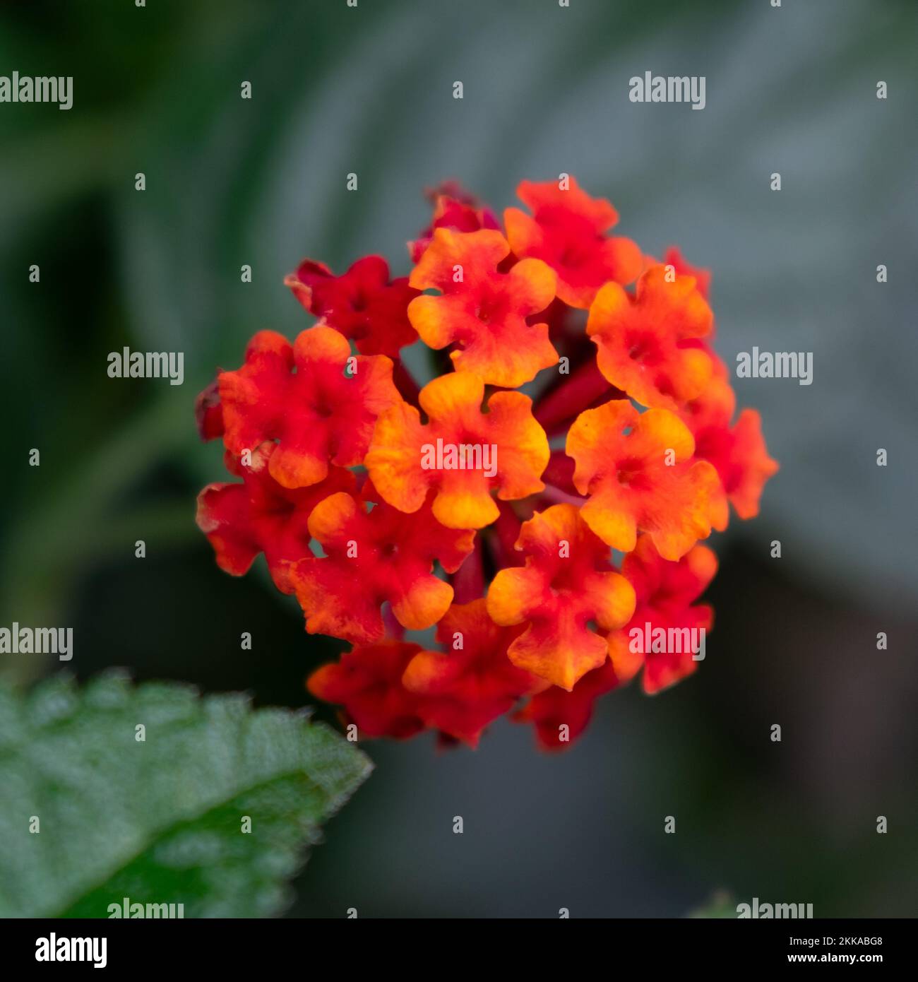 Yellow and purple lantana hi-res stock photography and images - Alamy