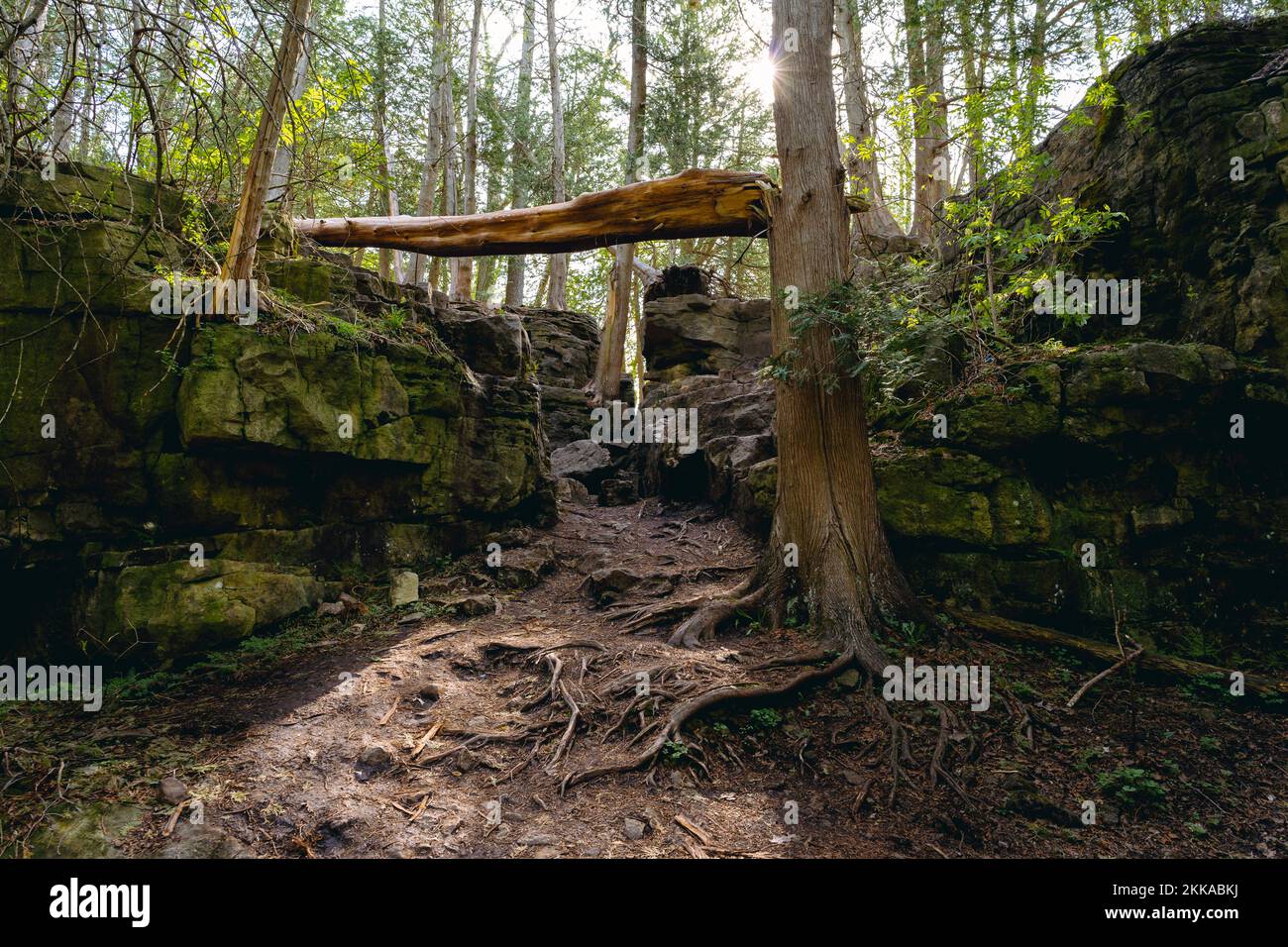 Split tree trunk hi-res stock photography and images - Alamy
