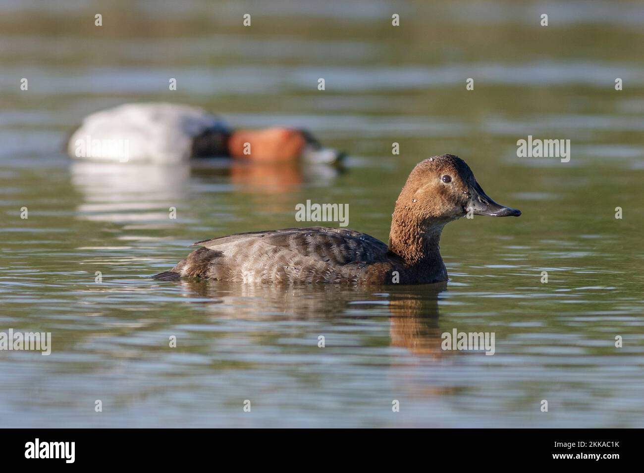 Common pochards, Aythya ferina, female and male, Andalusia, Spain Stock ...