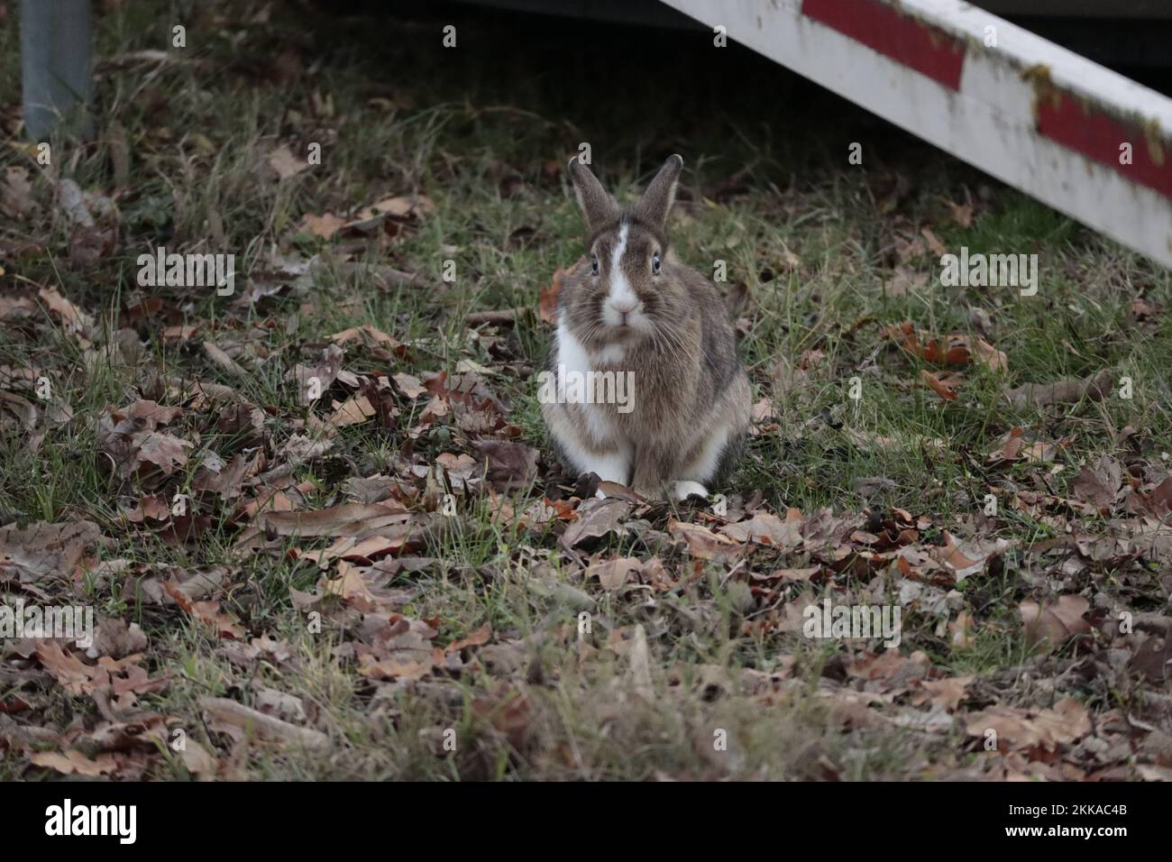 Domestic rabbit on a meadow with autumnal leaves photographed in front ...