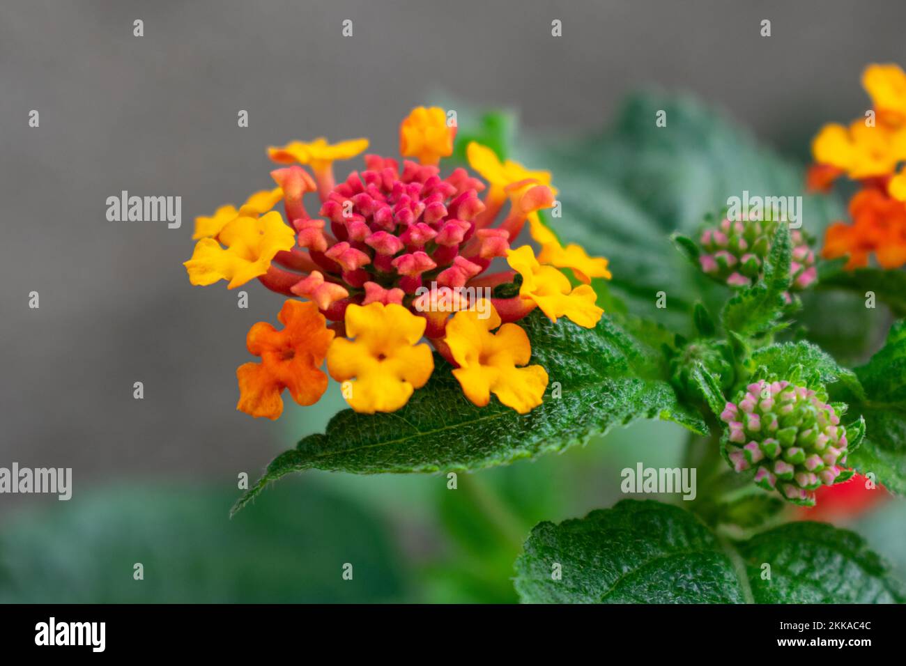 Purple lantana hi-res stock photography and images - Alamy