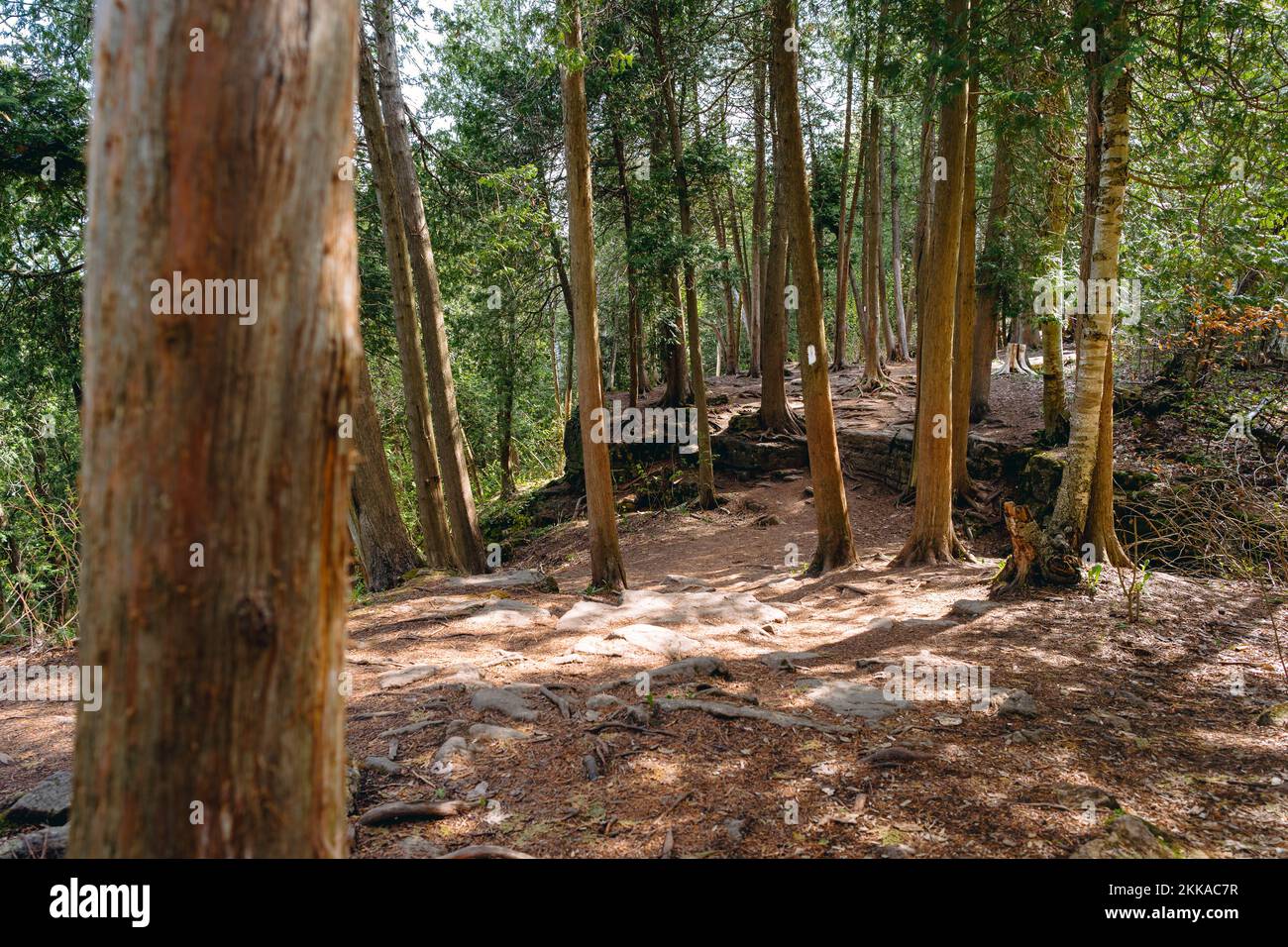 A forest trail along the top of a small cliff Stock Photo - Alamy