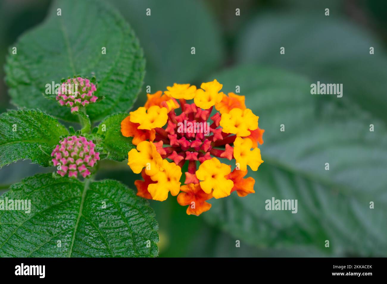 Purple lantana hi-res stock photography and images - Alamy