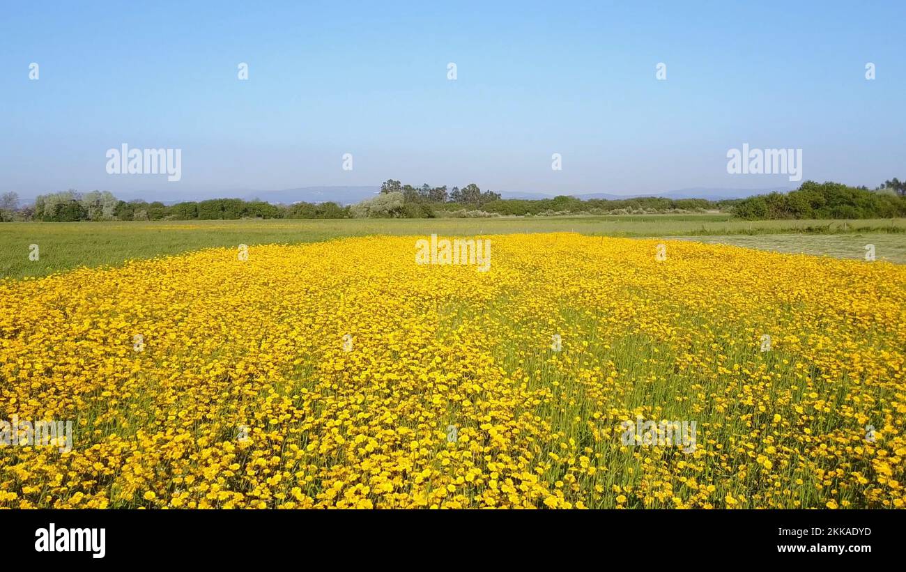 Aerial view of yellow daisies field, slide fly over from left to right ...