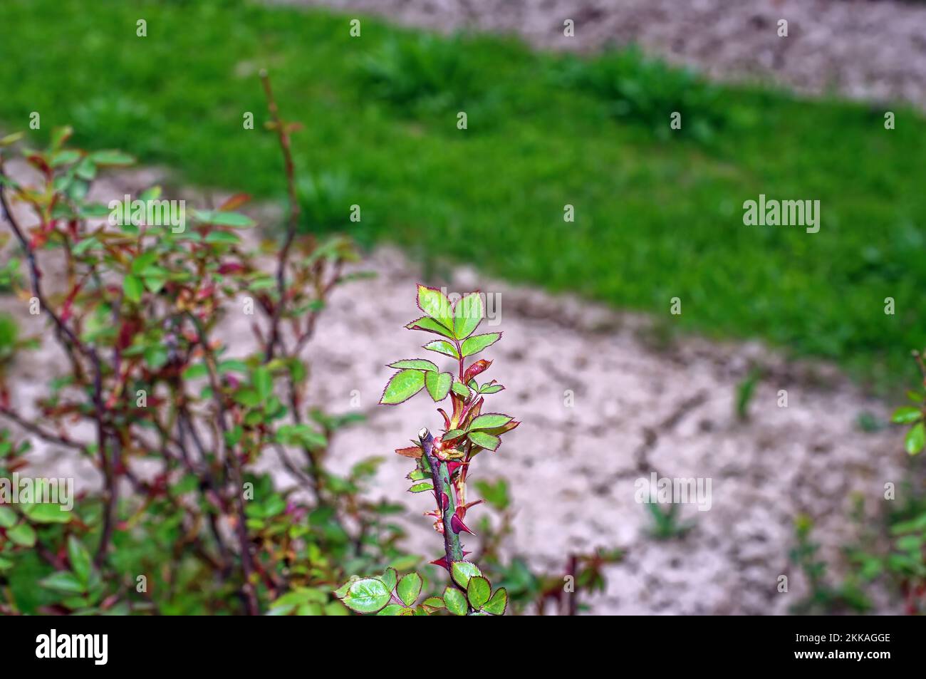 young leaves well rose bush, spring Stock Photo - Alamy