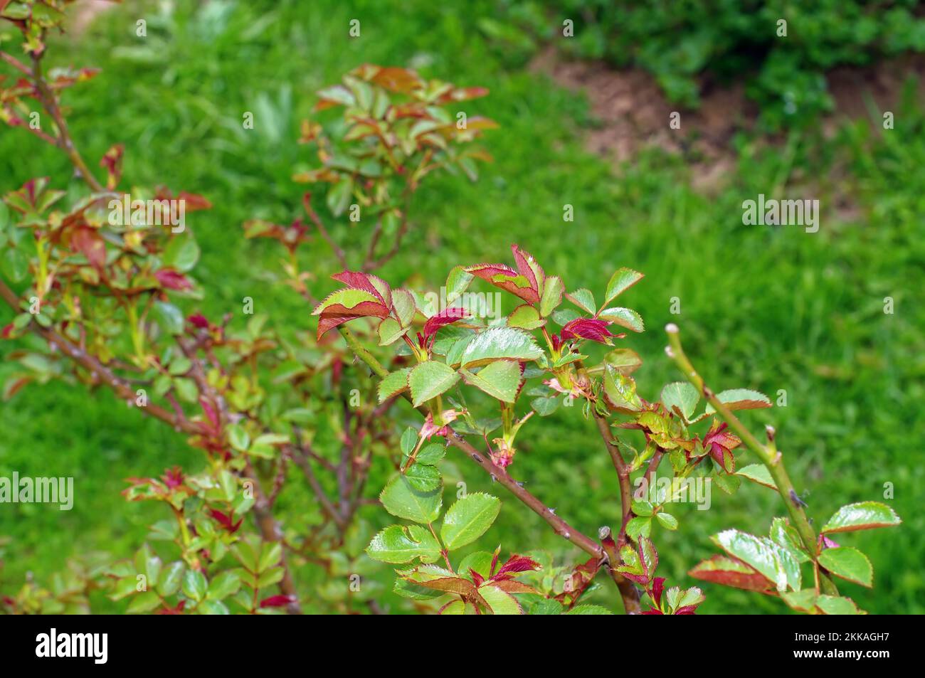 young leaves well rose bush, spring Stock Photo - Alamy