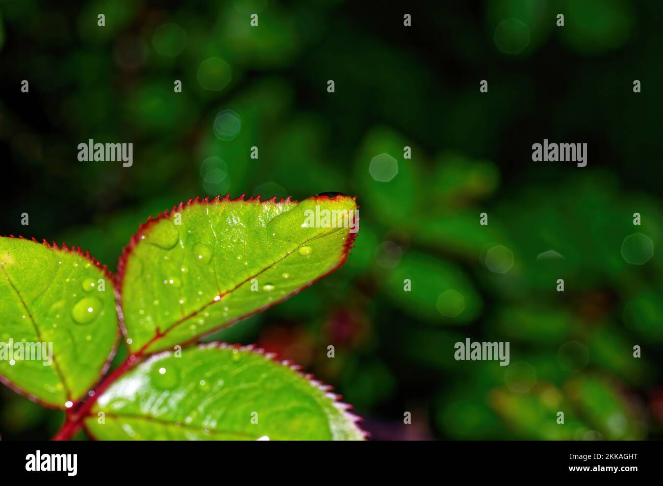 young leaves well rose bush, spring Stock Photo - Alamy