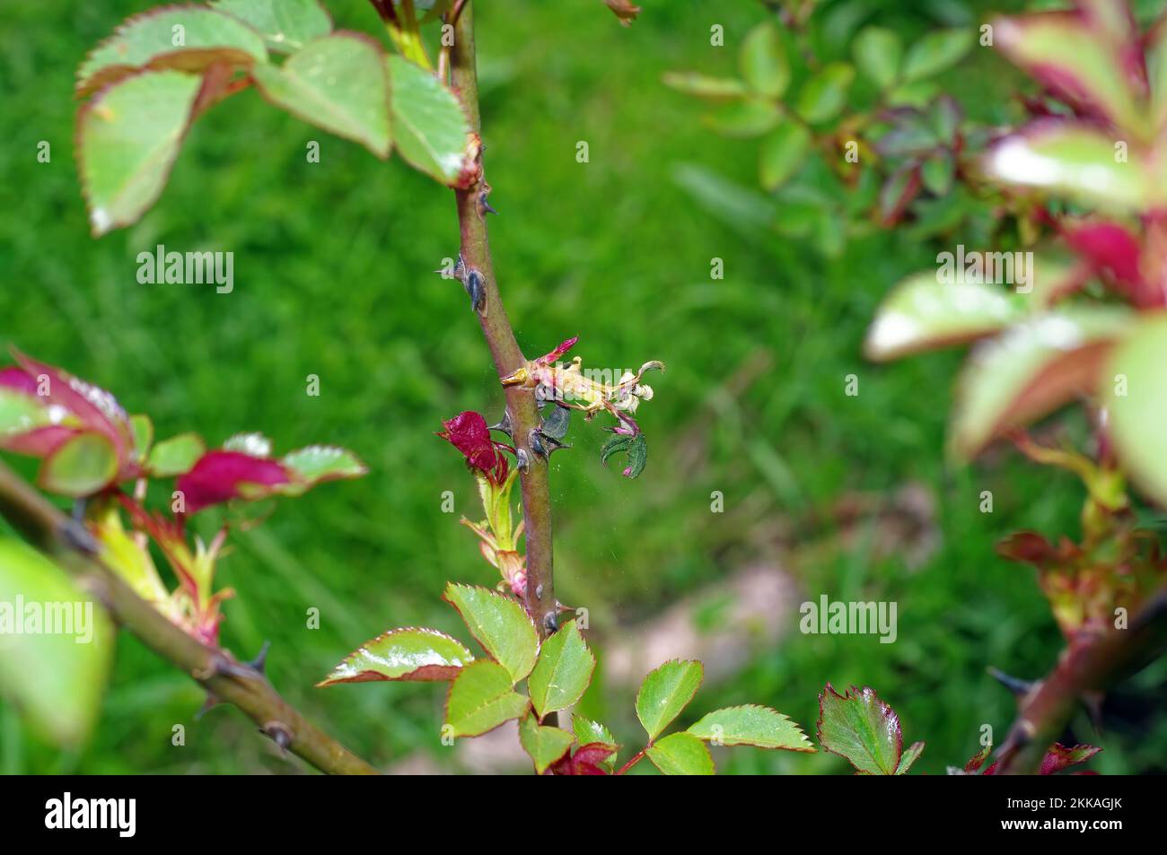 Portrait well groomed young hi-res stock photography and images - Alamy