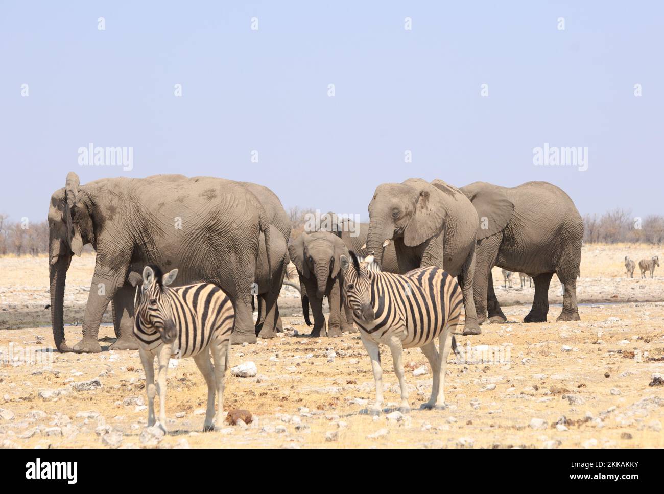 African Scene with Two Plains Zebra and small herd of elephants in the ...