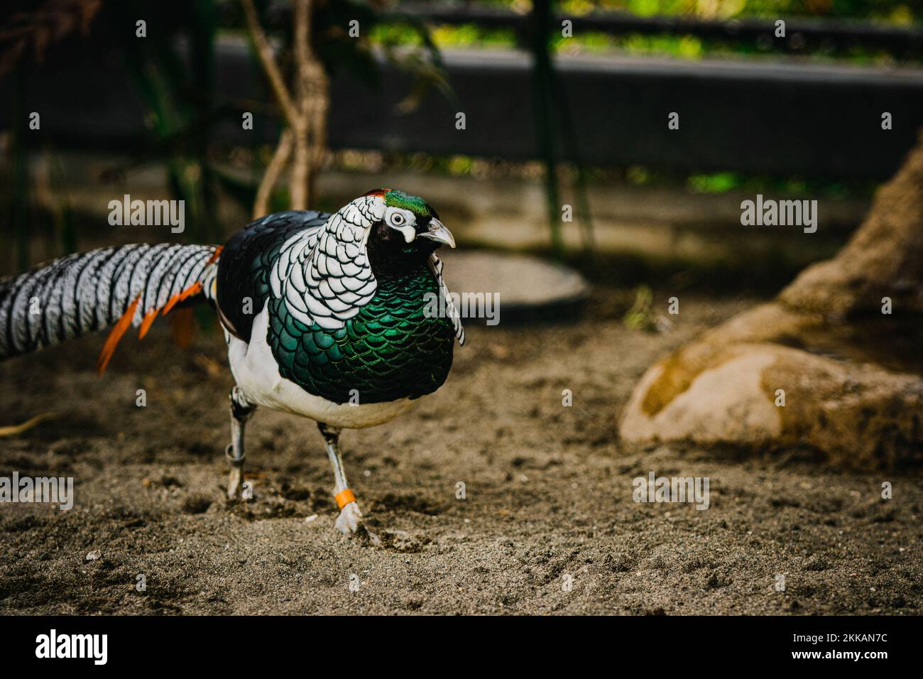 Lady amhersts hi-res stock photography and images - Alamy