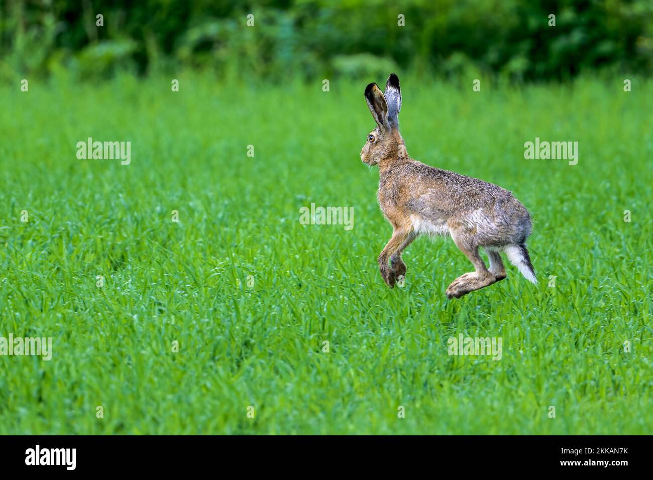 Bounding hare hi-res stock photography and images - Alamy
