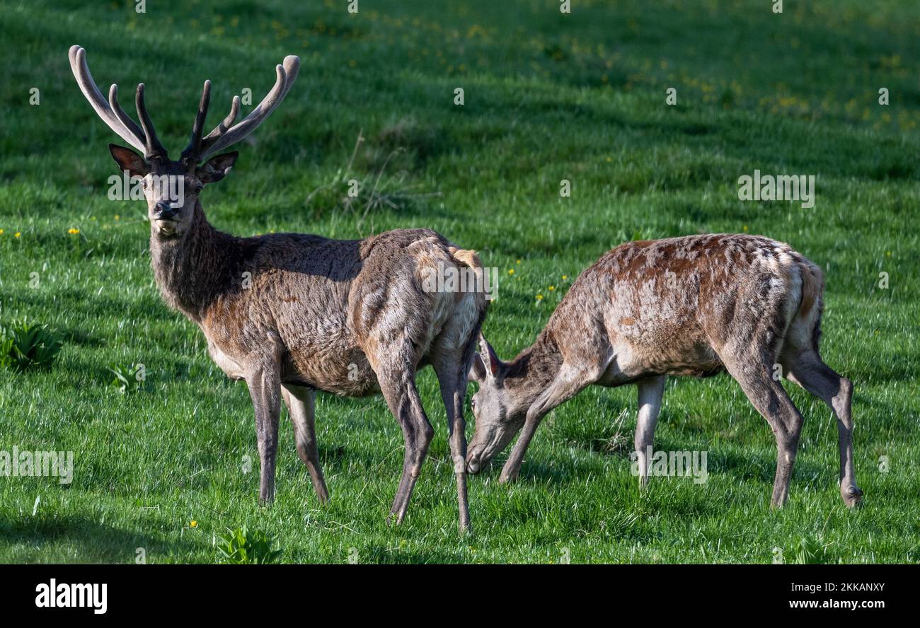 Two hornes hi-res stock photography and images - Alamy