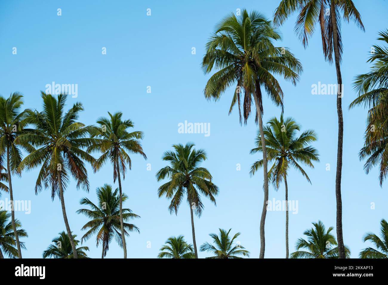 Several coconut trees hi-res stock photography and images - Alamy