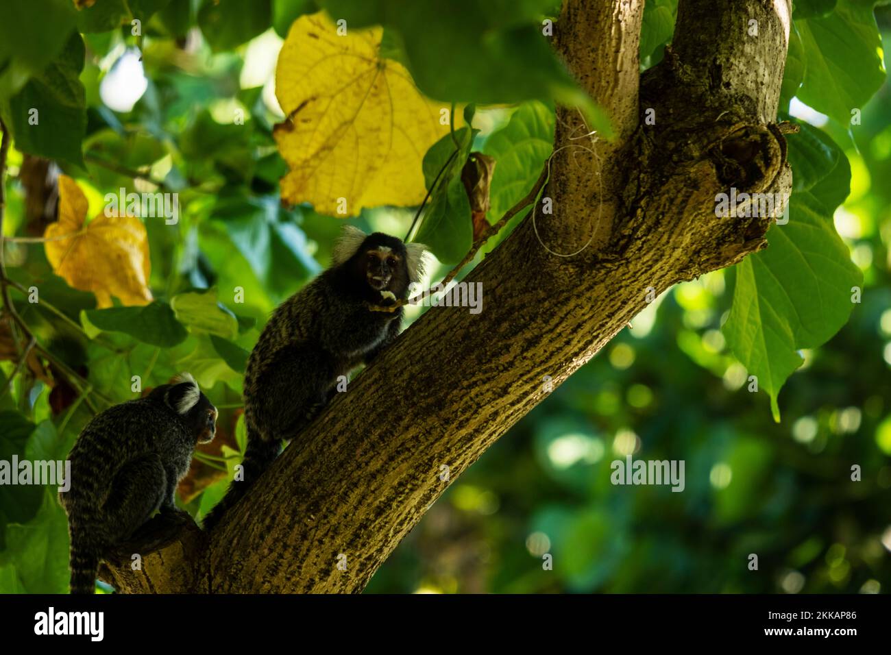 little monkey on tree branch Stock Photo - Alamy