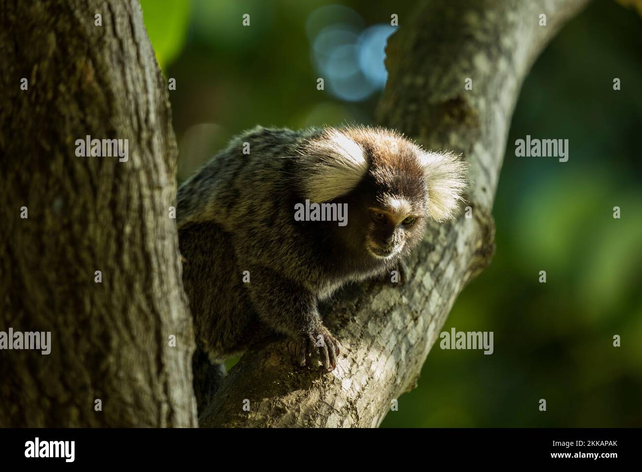 little monkey on tree branch Stock Photo - Alamy