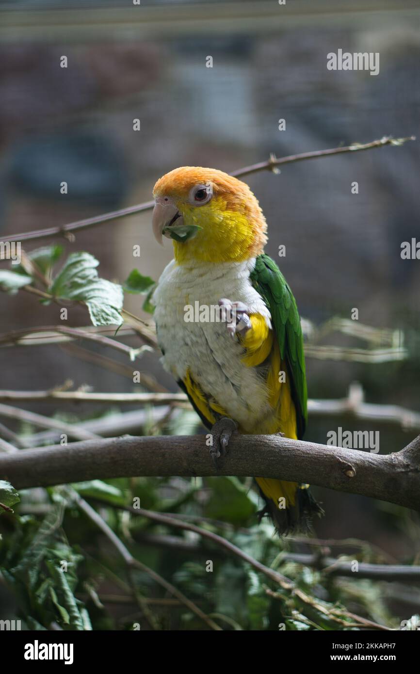 Green thighed parrot hi-res stock photography and images - Alamy